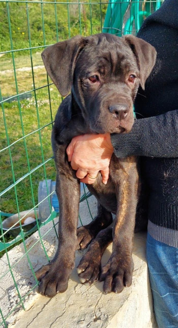 CANE CORSO