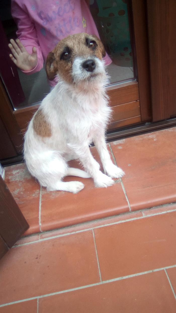 CUCCIOLA DI JACK RUSSEL PARSON RUSSEL