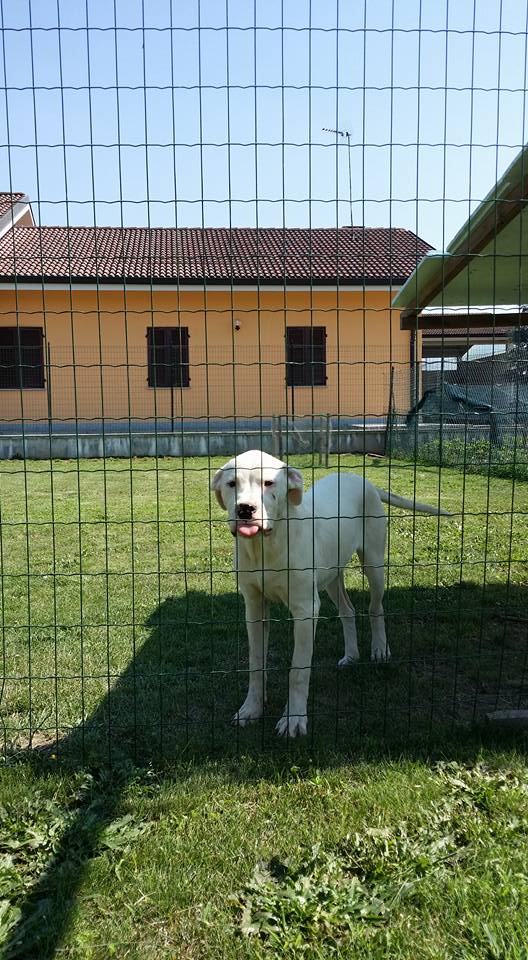 CUCCIOLI DOGO ARGENTINO