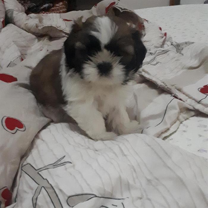 SHIH-TZU