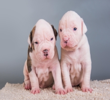 Cuccioli di Bulldog Americano