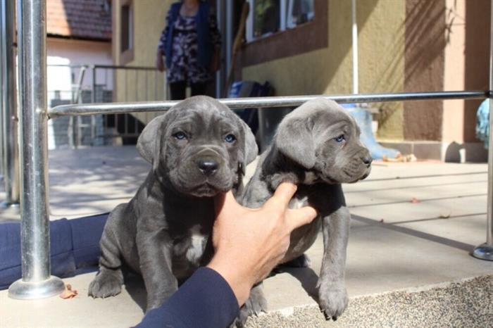 CANE CORSO