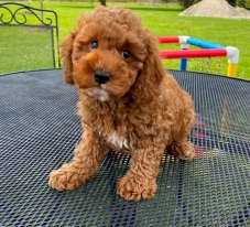 Cuccioli Cavapoo