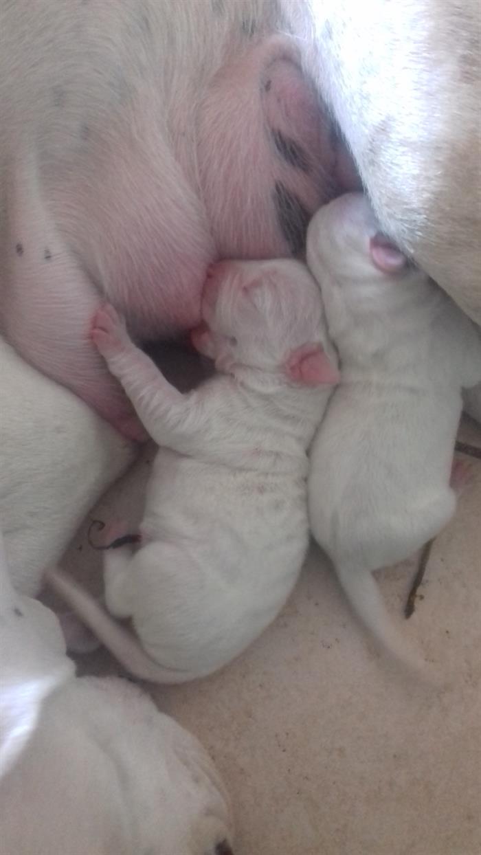 DOGO ARGENTINO