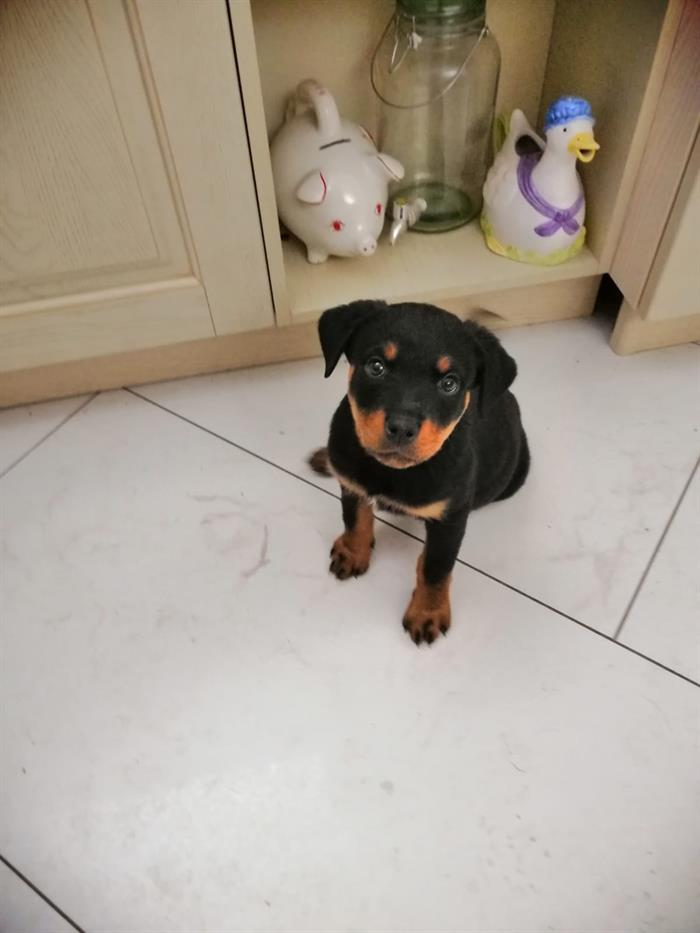 CUCCIOLO ROTTWEILER