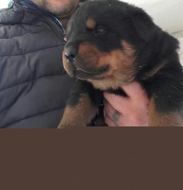 ROTTWEILLER CUCCIOLA