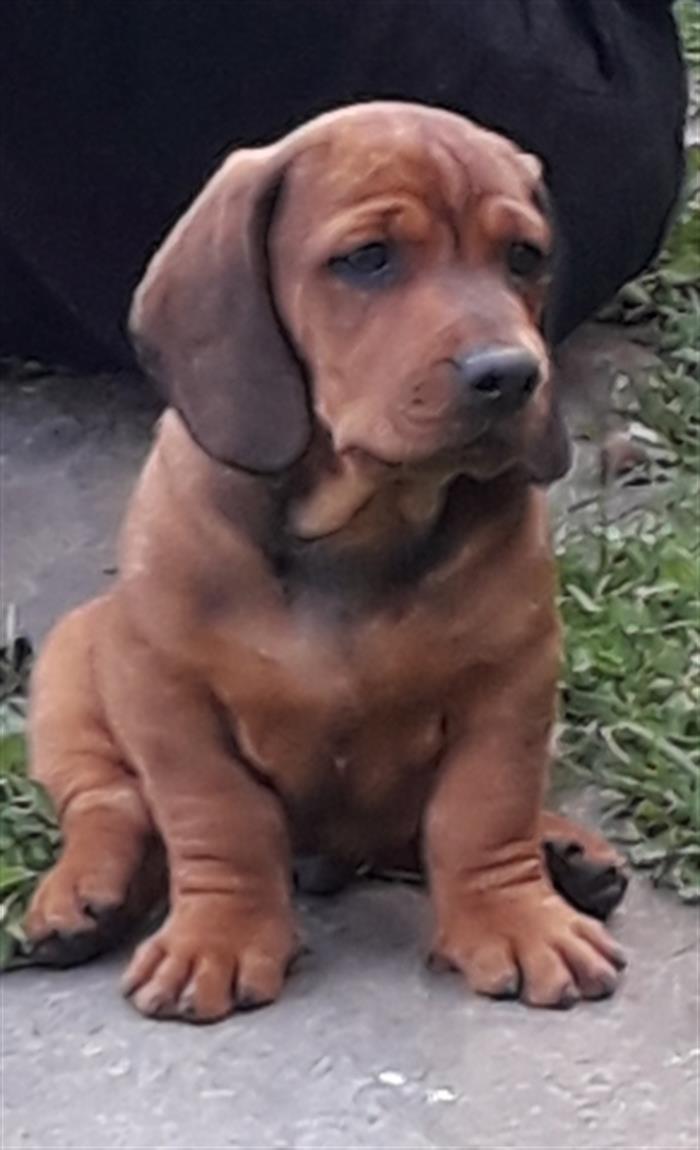 CUCCIOLO ALPENLAENDISCHE DACHSBRACHE