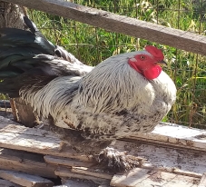 Uova Feconde di galline brahama