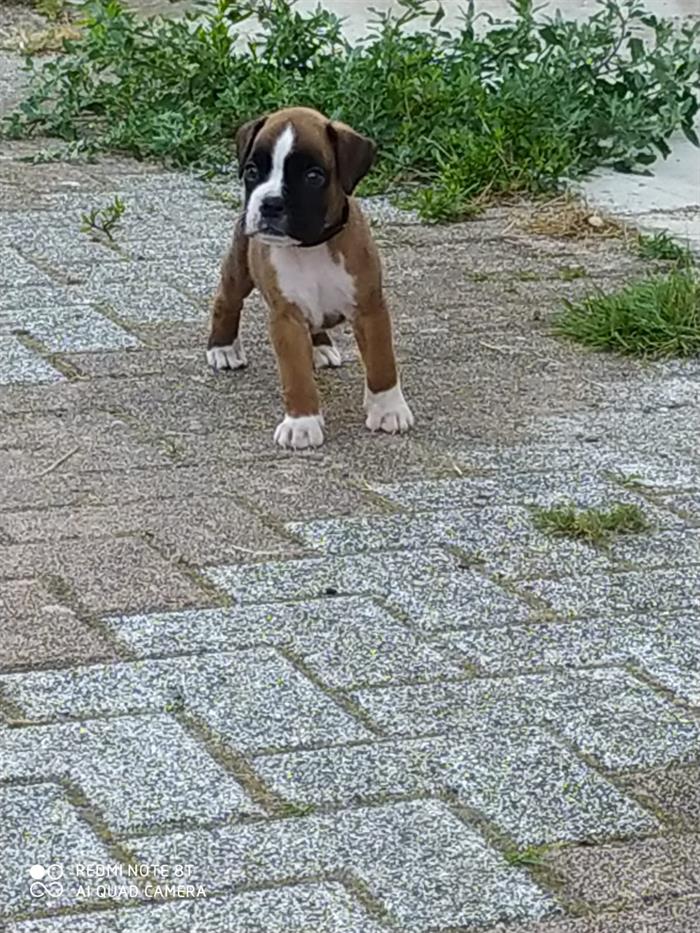 CUCCIOLI BOXER