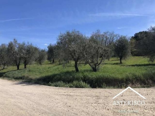 Azienda agricola - pian della pieve - san quirico d'orcia (si)