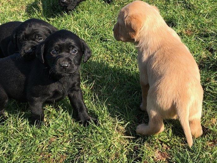 CUCCIOLI LABRADOR NERI E ROSSI