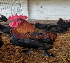 Galline, galli e pulcini Marans Ramate