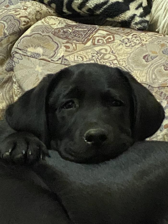 CUCCIOLI DI LABRADOR RETRIEVER