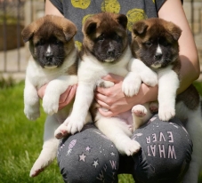 Bellissimi cuccioli di Akita maschio e femmina