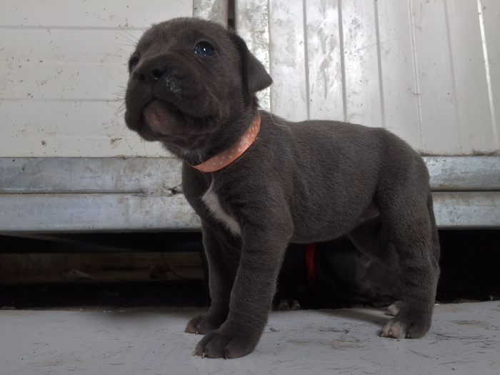 CUCCIOLI CANE CORSO