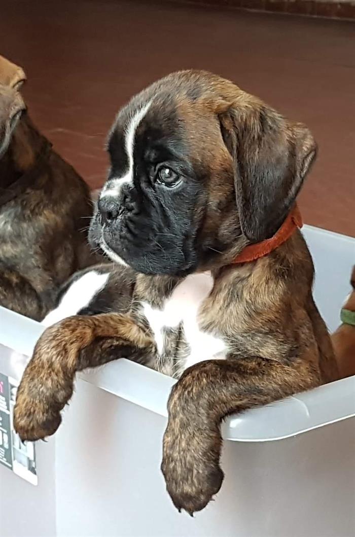 CUCCIOLI DI BOXER