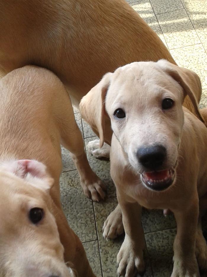 DUE CUCCIOLI DI LABRADOR CERCANO CASA