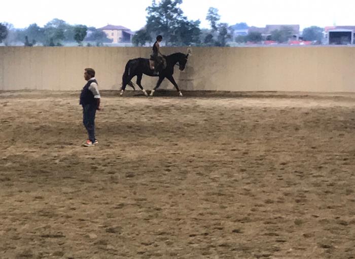 CAVALLO DA DRESSAGE