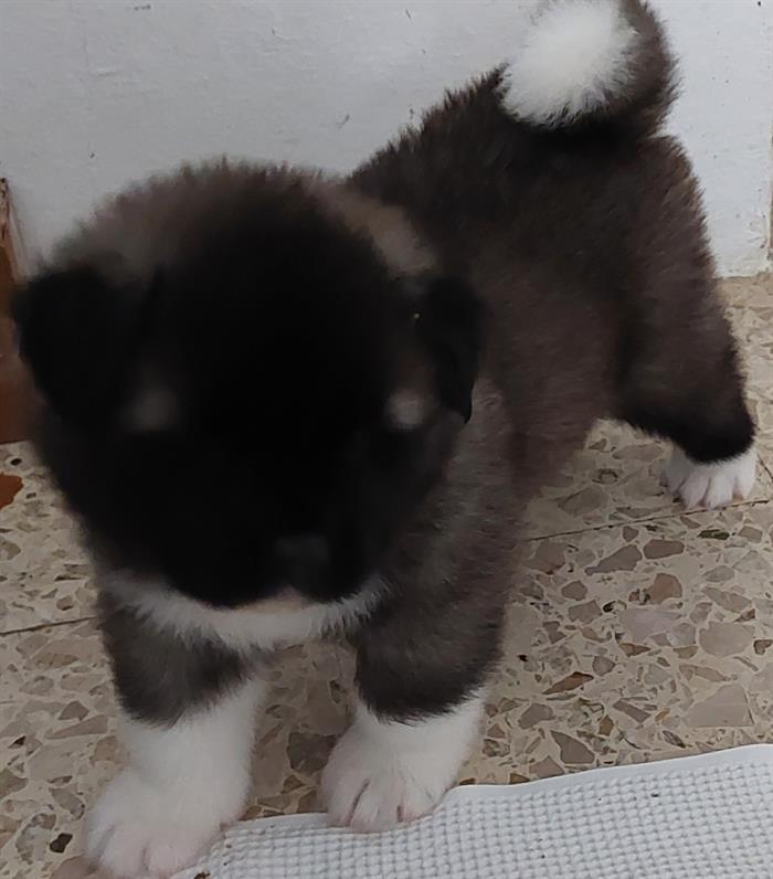 CUCCIOLI AKITA AMERICANO