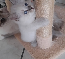 Cuccioli Ragdoll maschi pedigree Enfi 