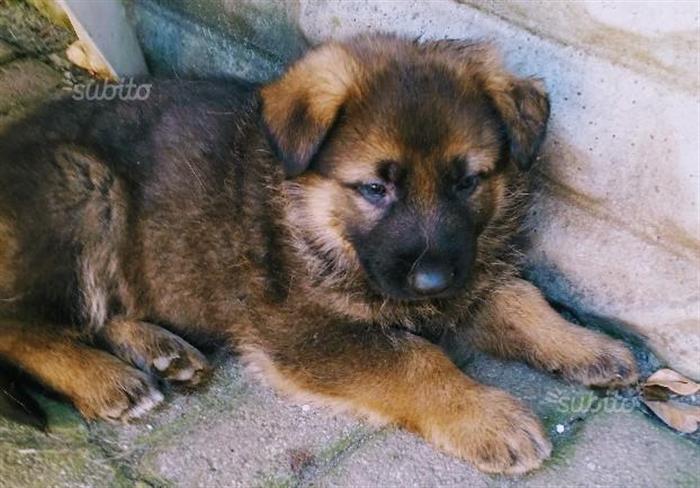 CUCCIOLI PASTORE TEDESCO