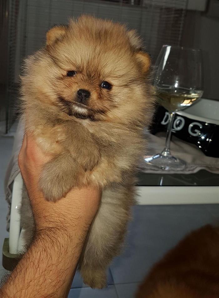 CUCCIOLI SPITZ NAN/VOLPINO DI POMERANIA