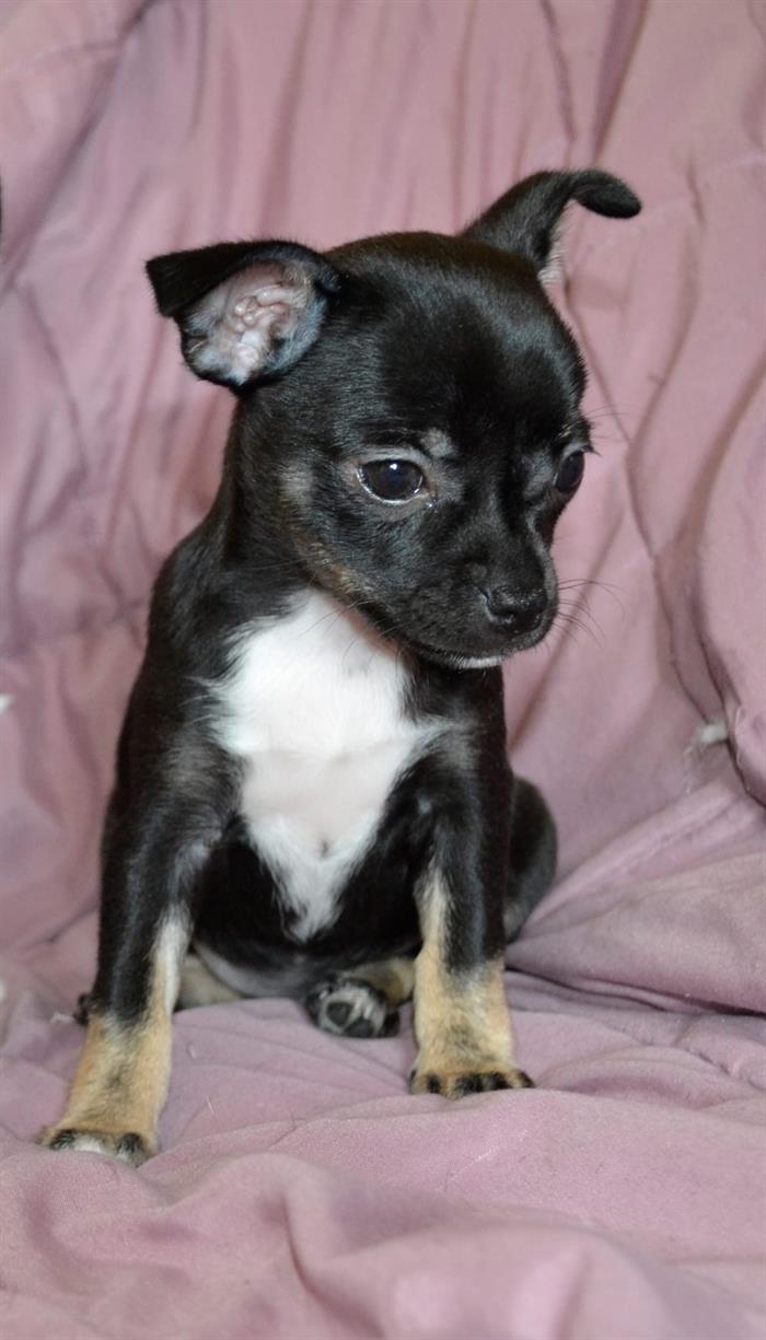 CUCCIOLO CHIHUAHUA PEDIGREE ENCI