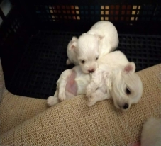 MALTESE MASCHI E FEMMINA CON PEDIGREE LINEA COREANA