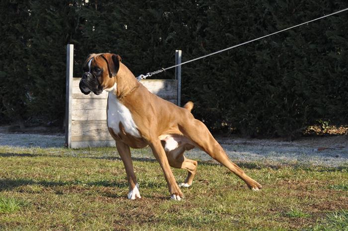 BOXER