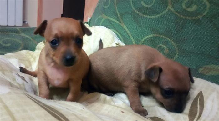 CUCCIOLI PINSCHER