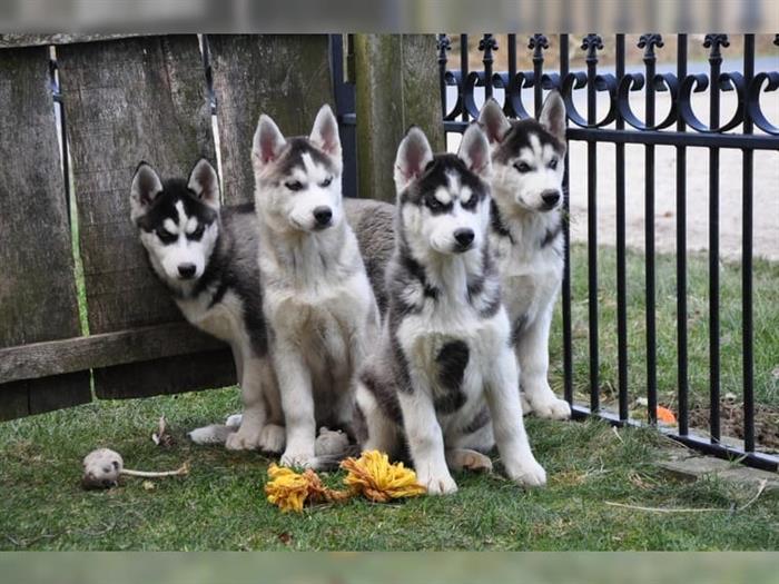 CUCCIOLI DI HUSKY