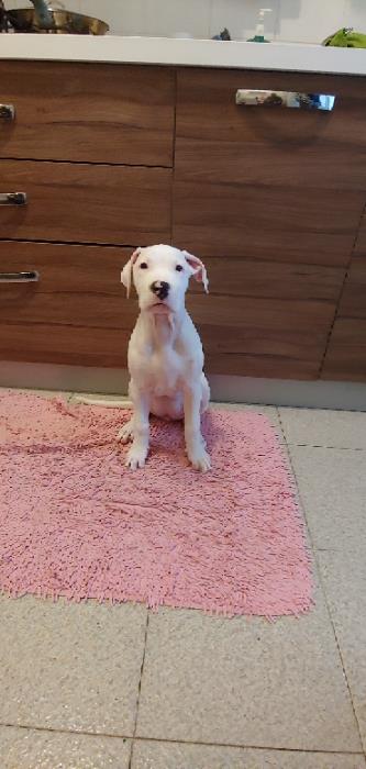 CUCCIOLA DOGO ARGENTINO