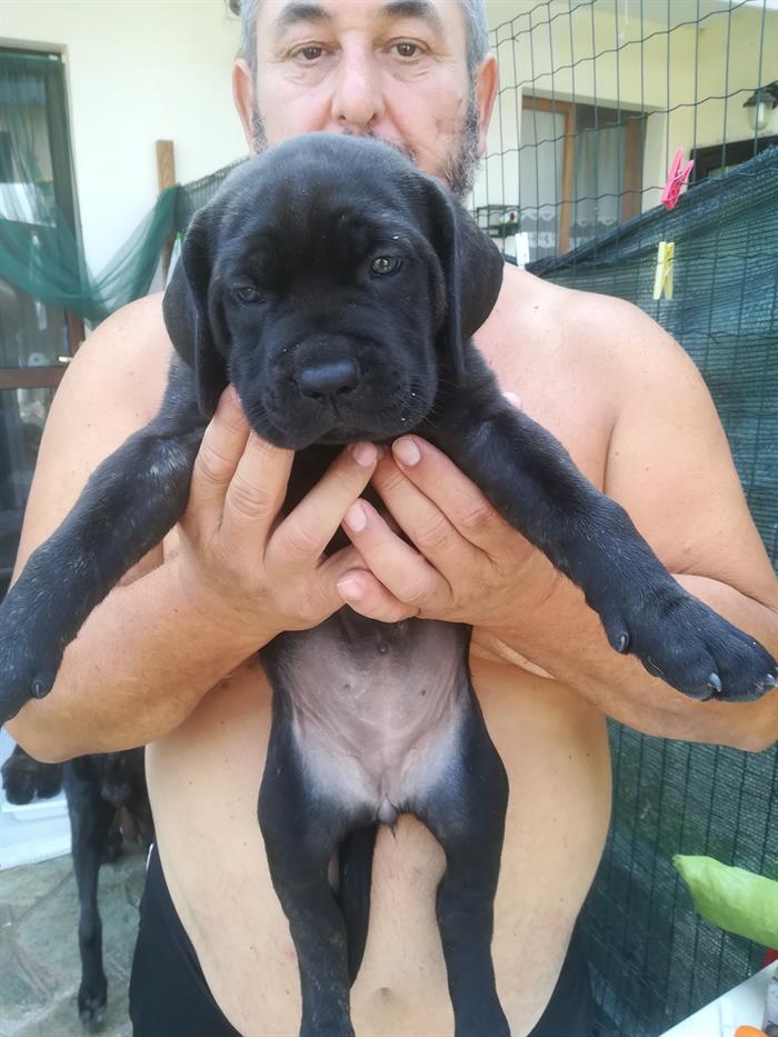 CUCCIOLI CANE CORSO