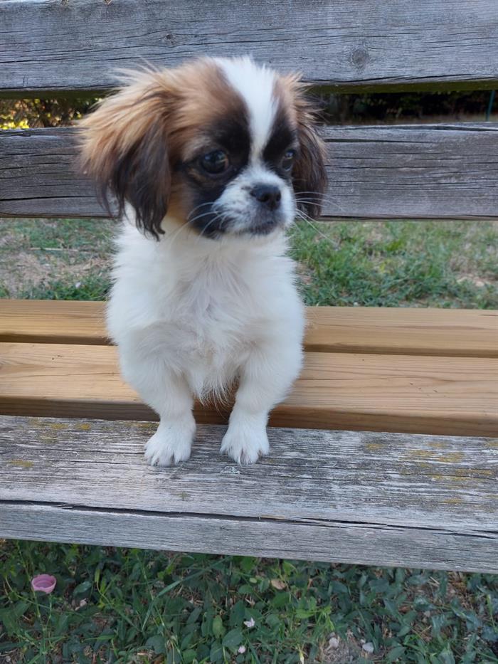 CUCCIOLA FEMMINA PECHINESE 3 MESI