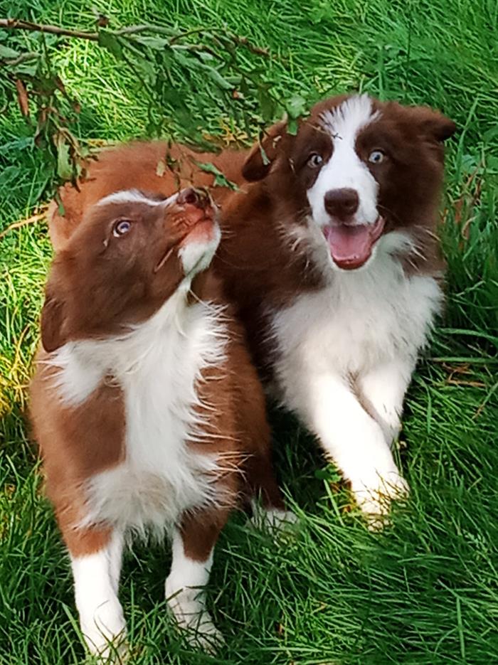 CUCCIOLI BORDER COLLIE