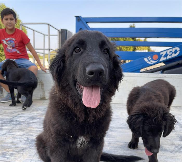 CUCCIOLI DI PASTORE SVIZZERO/COCKER