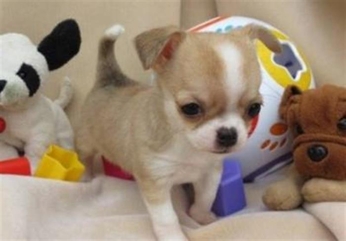 CUCCIOLI DI CHIHUAHUA