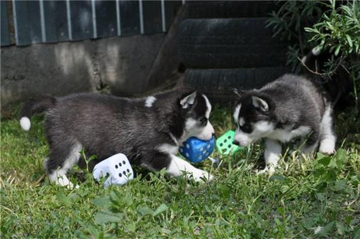 CUCCIOLO DI SIBERIAN HUSKY