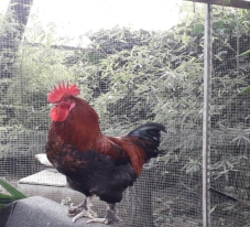 Marans nero ramato u.o.v.a 