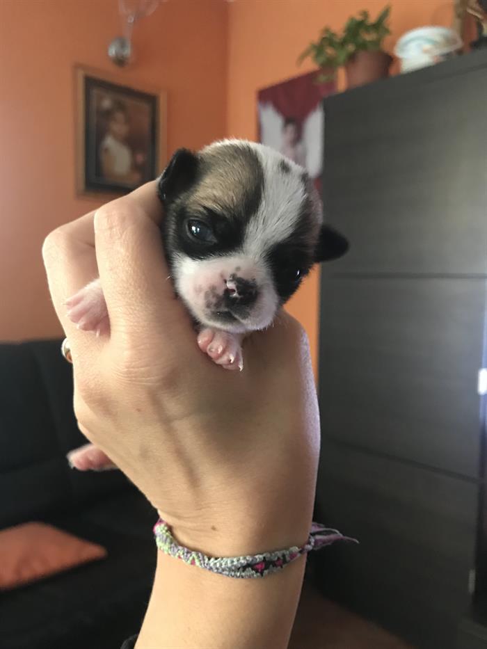 CUCCIOLO CHIHUAHUA