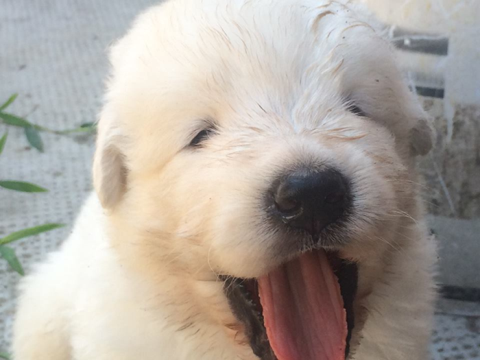 CUCCIOLI DI PASTORE MAREMMANO ABRUZZESE