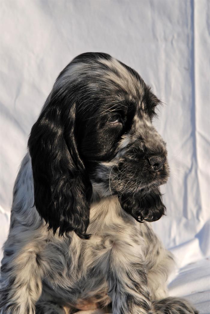 COCKER SPANIEL INGLESI