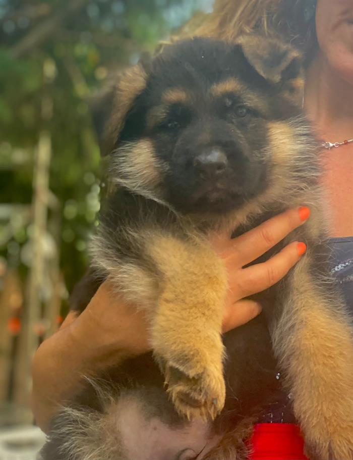 CUCCIOLI PASTORE TEDESCO