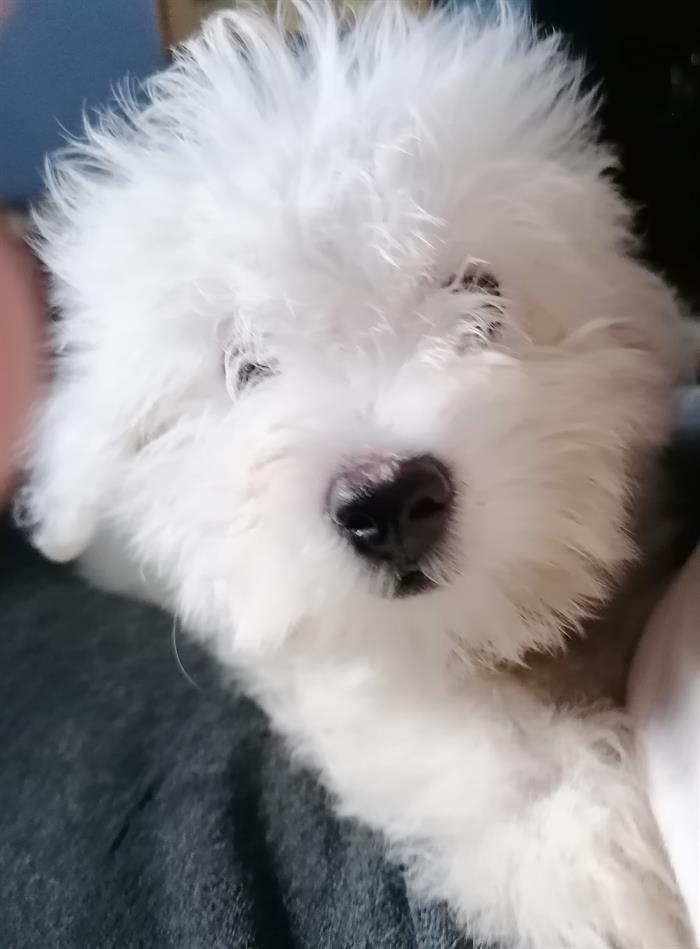 CUCCIOLI INTROVABILI COTON DE TULEAR