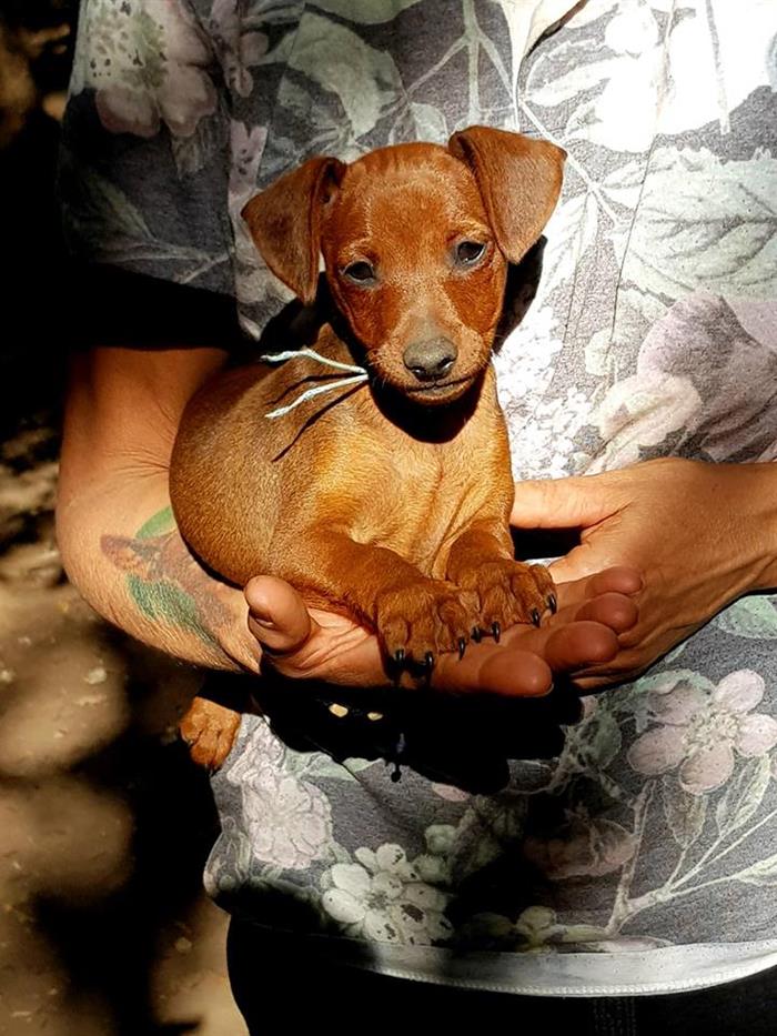 PINSCHER NANO