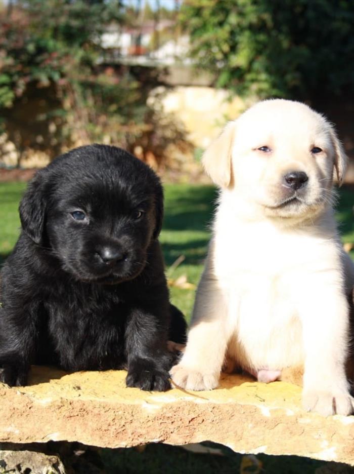 CUCCIOLI LABRADOR RETRIEVER