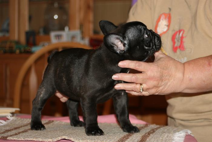 REGALO SPLENDIDI CUCCIOLI DI BULLDOGUE FRANCESE