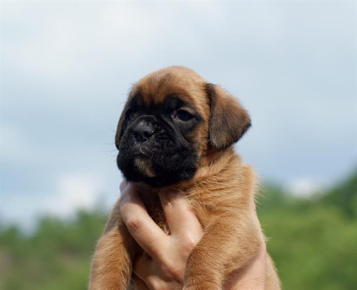 BOXER CUCIIOLI