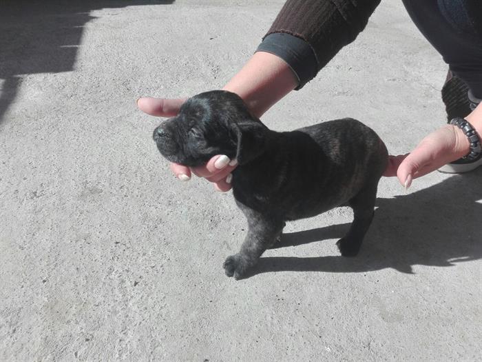 CUCCIOLI DI CANE CORSO ORIGINALI PADRE MADRE VISIBILI