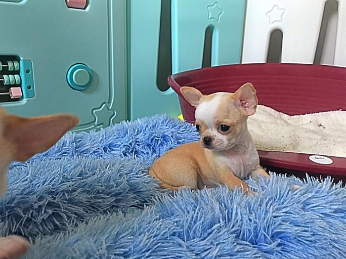 CUCCIOLI CHIHUAHUA PEDIGEE ENCI